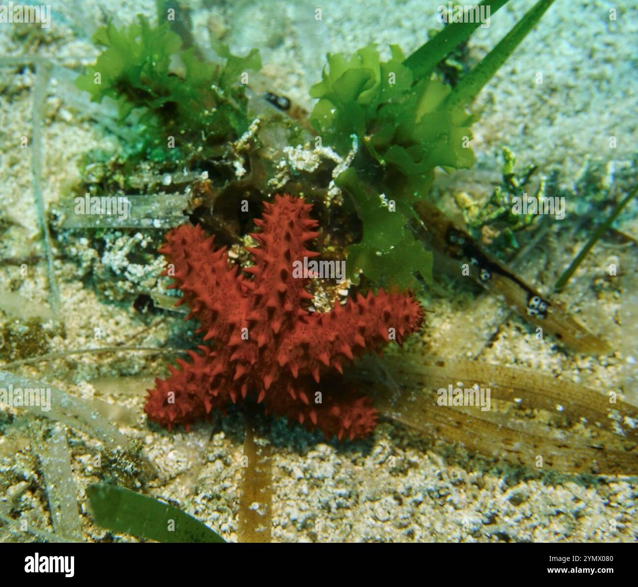 Echinoderms, Deep Sea Exploration 2025.An echinoderm is any animal of ...
