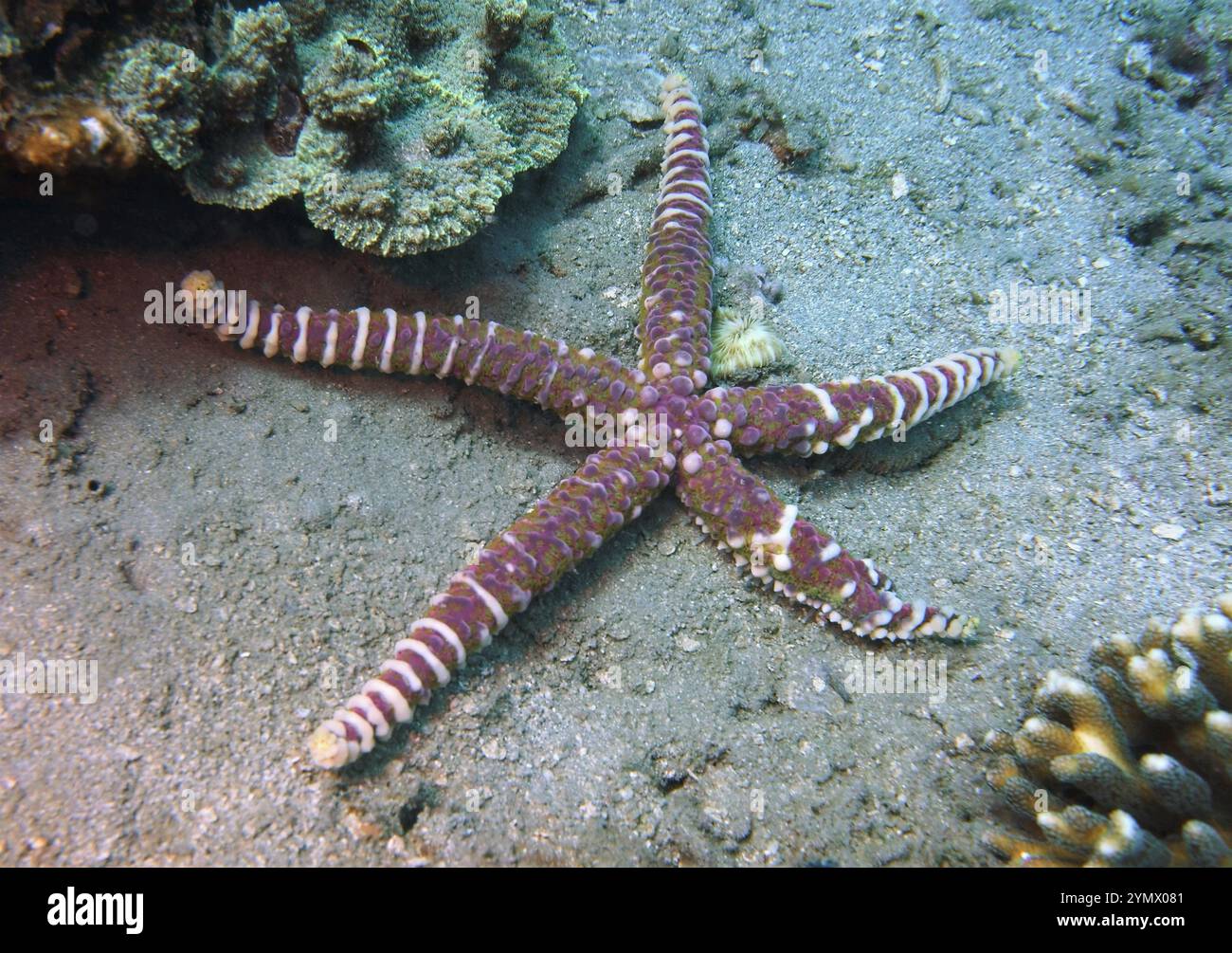 Echinoderms, Deep Sea Exploration 2025.An echinoderm is any animal of ...
