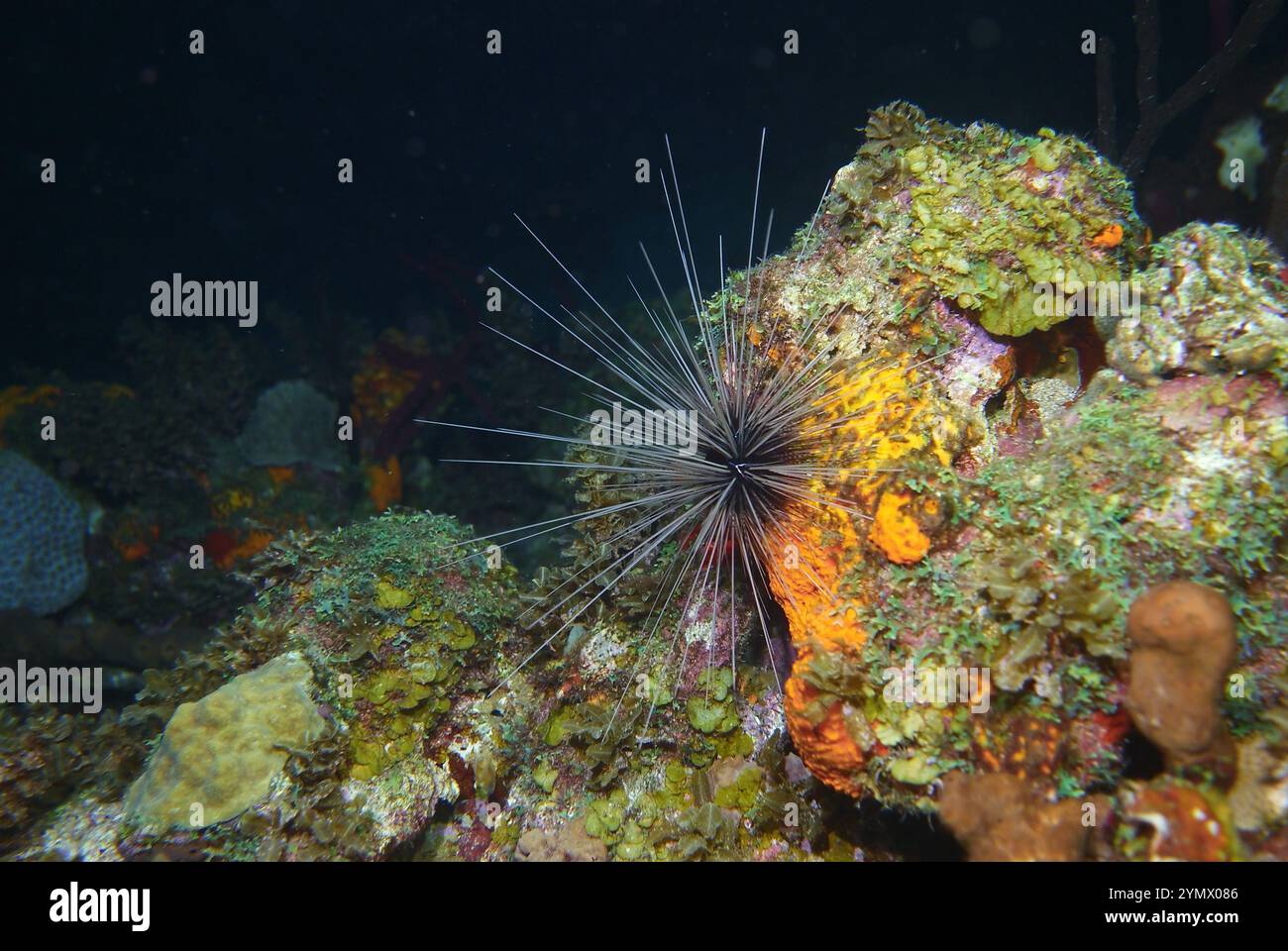 Echinoderms, Deep Sea Exploration 2025.An echinoderm is any animal of ...