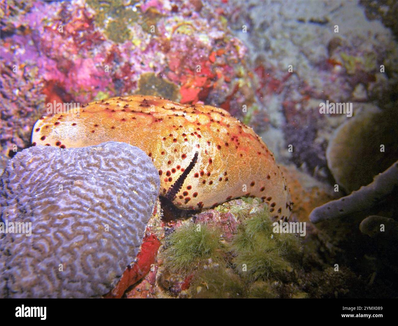 Echinoderms, Deep Sea Exploration 2025.An echinoderm is any animal of ...