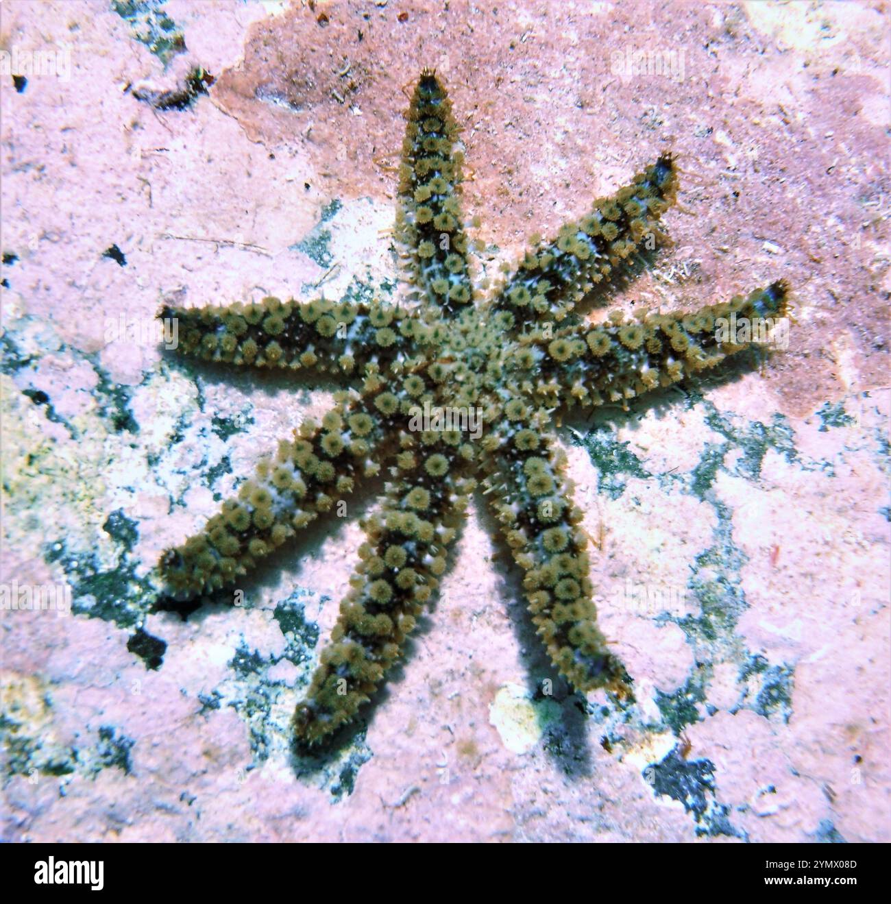 Echinoderms, Deep Sea Exploration 2025.An echinoderm is any animal of ...