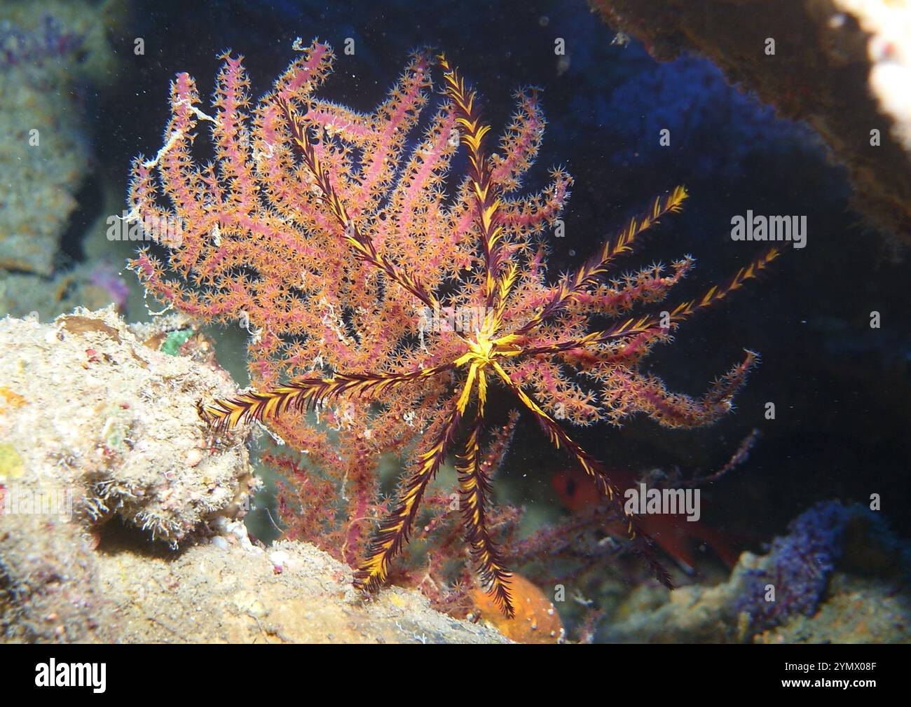 Echinoderms, Deep Sea Exploration 2025.An echinoderm is any animal of ...