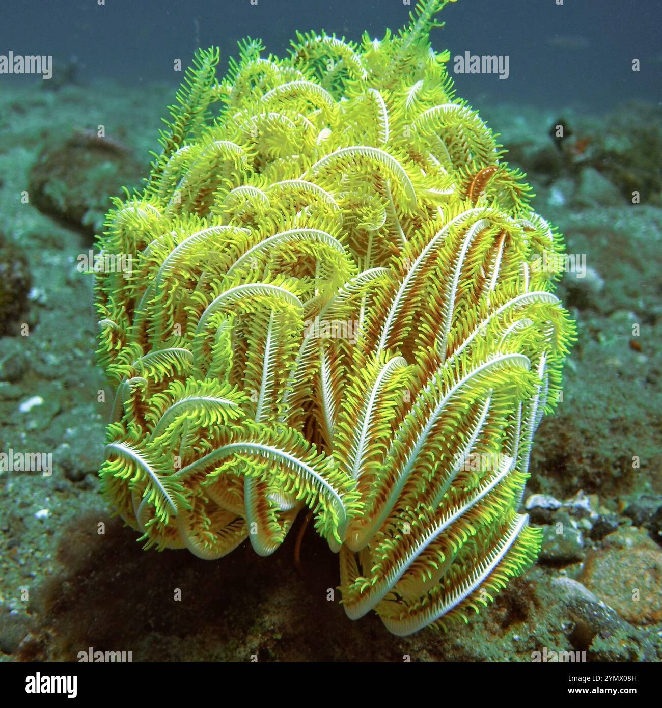 Echinoderms, Deep Sea Exploration 2025.An echinoderm is any animal of ...