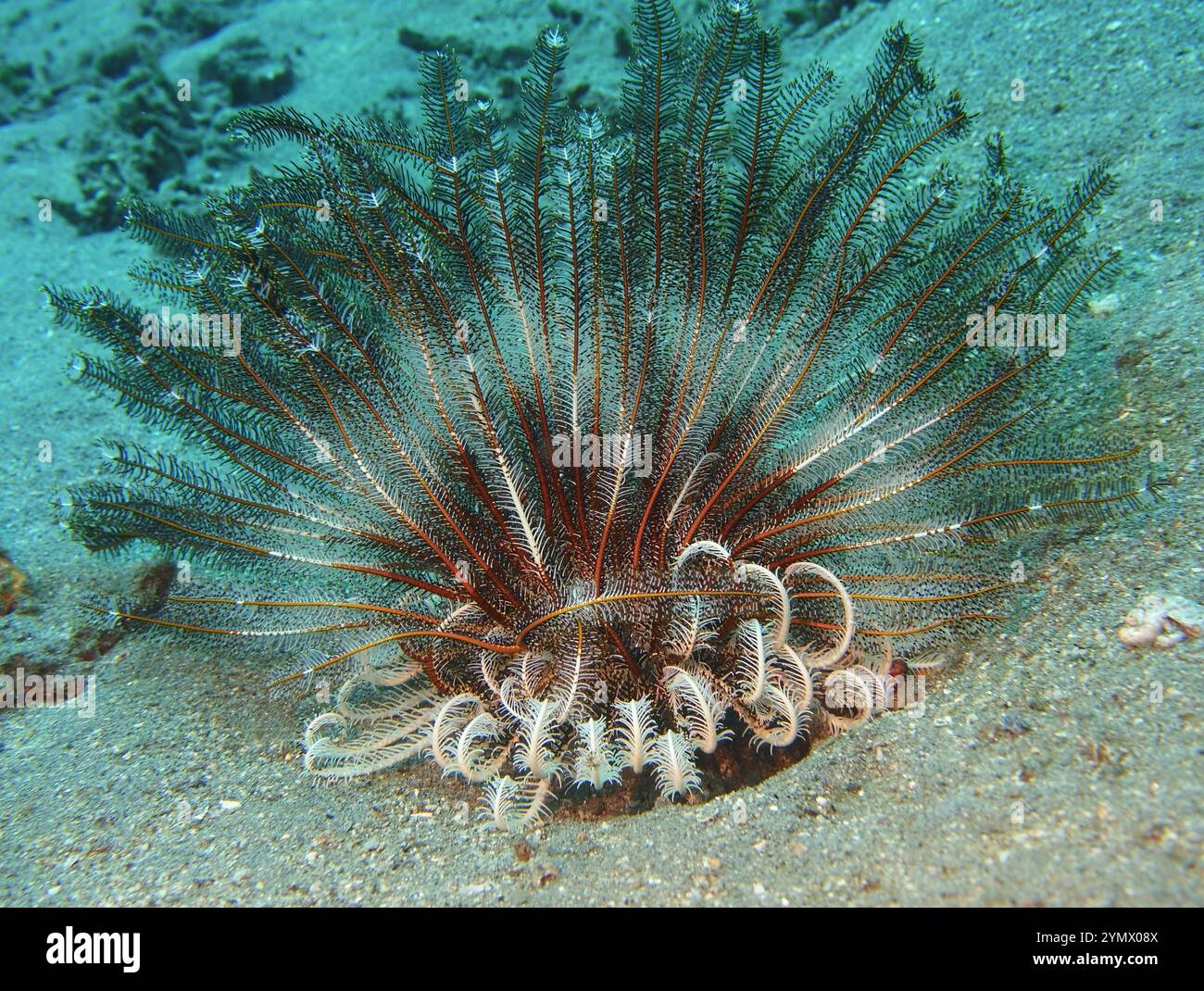Echinoderms, Deep Sea Exploration 2025.An echinoderm is any animal of ...