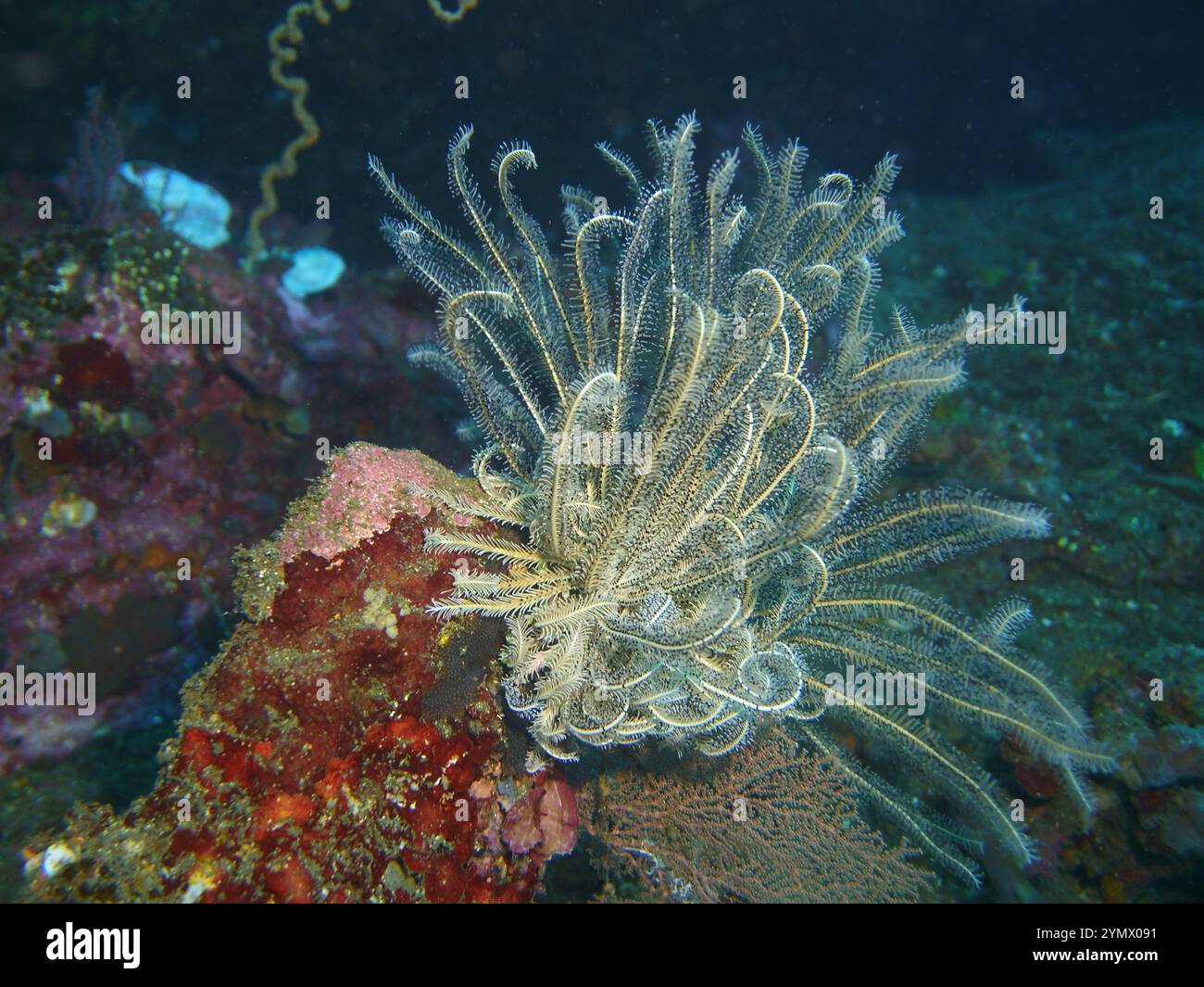 Echinoderms, Deep Sea Exploration 2025.An echinoderm is any animal of ...