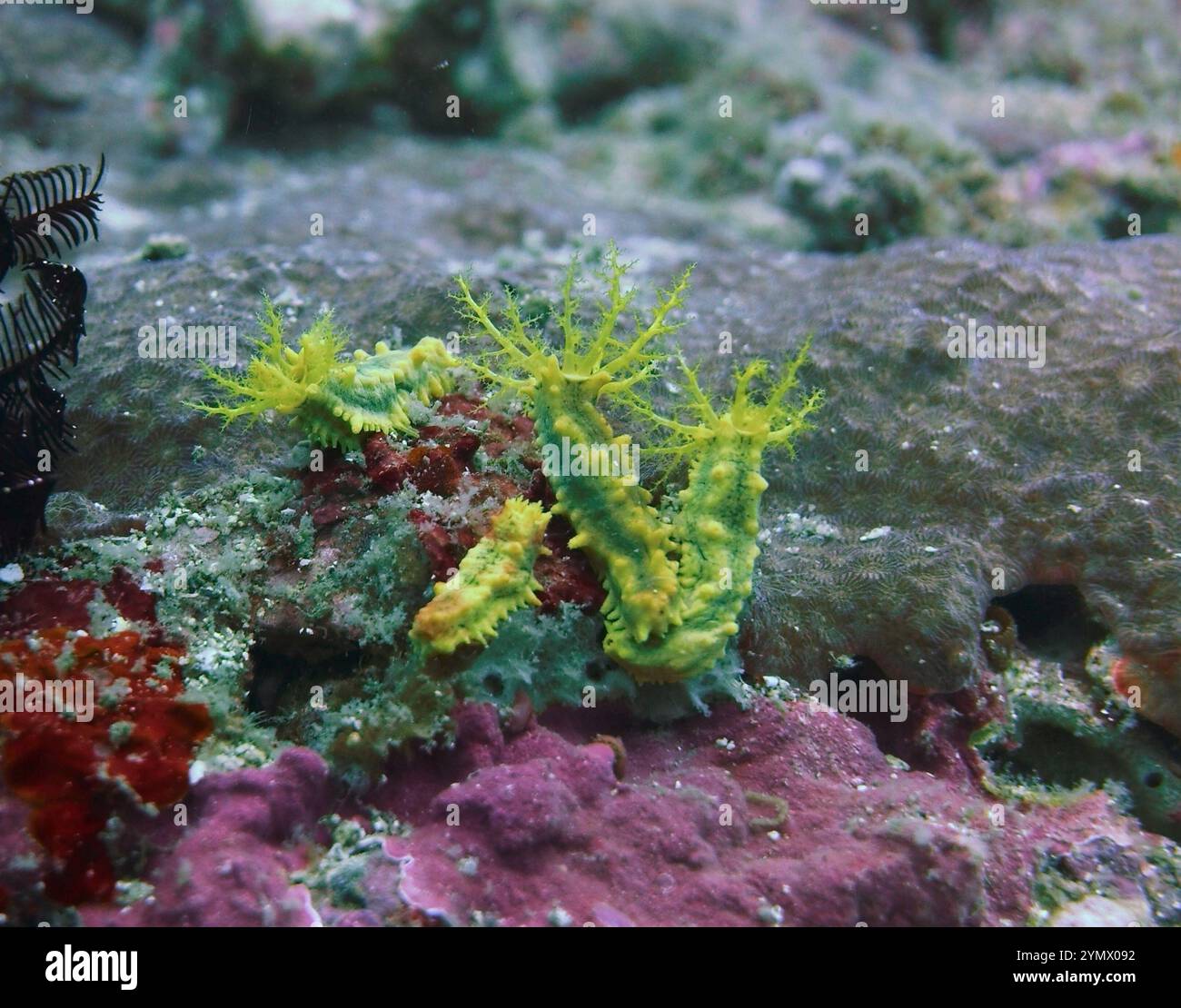 Echinoderms, Deep Sea Exploration 2025.An echinoderm is any animal of ...