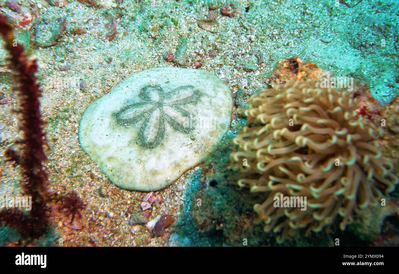 Echinoderms, Deep Sea Exploration 2025.An echinoderm is any animal of ...