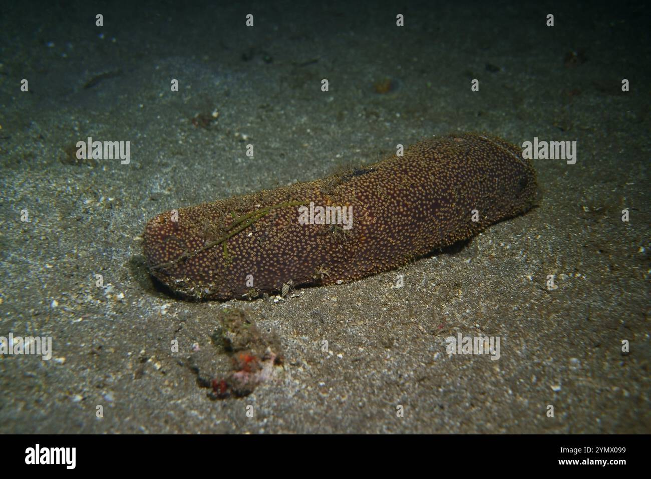 Echinoderms, Deep Sea Exploration 2025.An echinoderm is any animal of ...