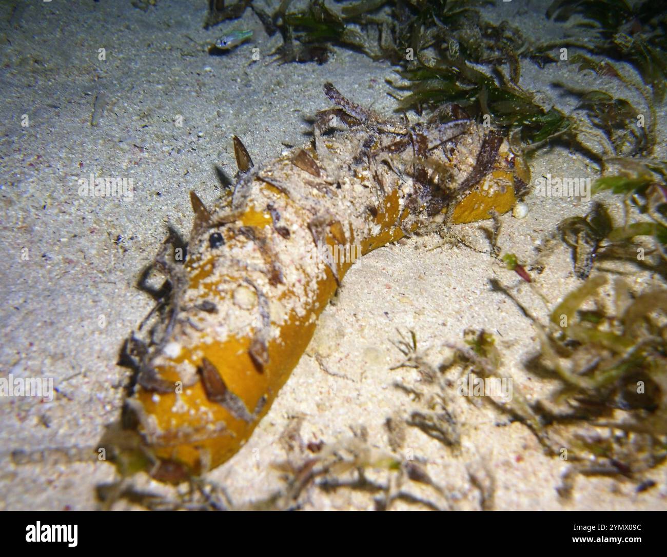Echinoderms, Deep Sea Exploration 2025.An echinoderm is any animal of ... Echinoderms, Deep Sea Exploration 2025.An echinoderm is any animal of ...