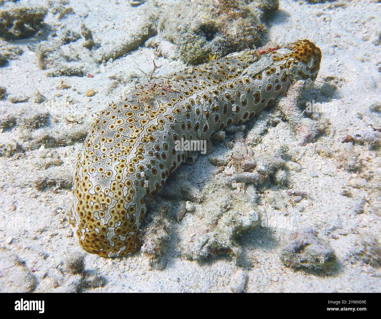 Echinoderms, Deep Sea Exploration 2025.An echinoderm is any animal of ...