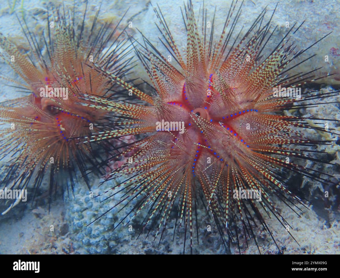 Echinoderms, Deep Sea Exploration 2025.An echinoderm is any animal of ...