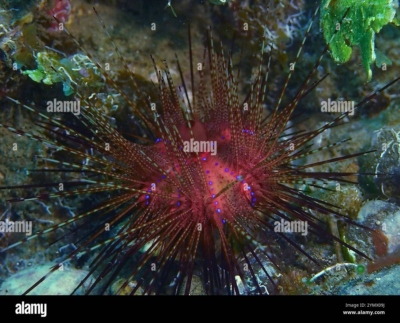 Echinoderms, Deep Sea Exploration 2025.An echinoderm is any animal of ...