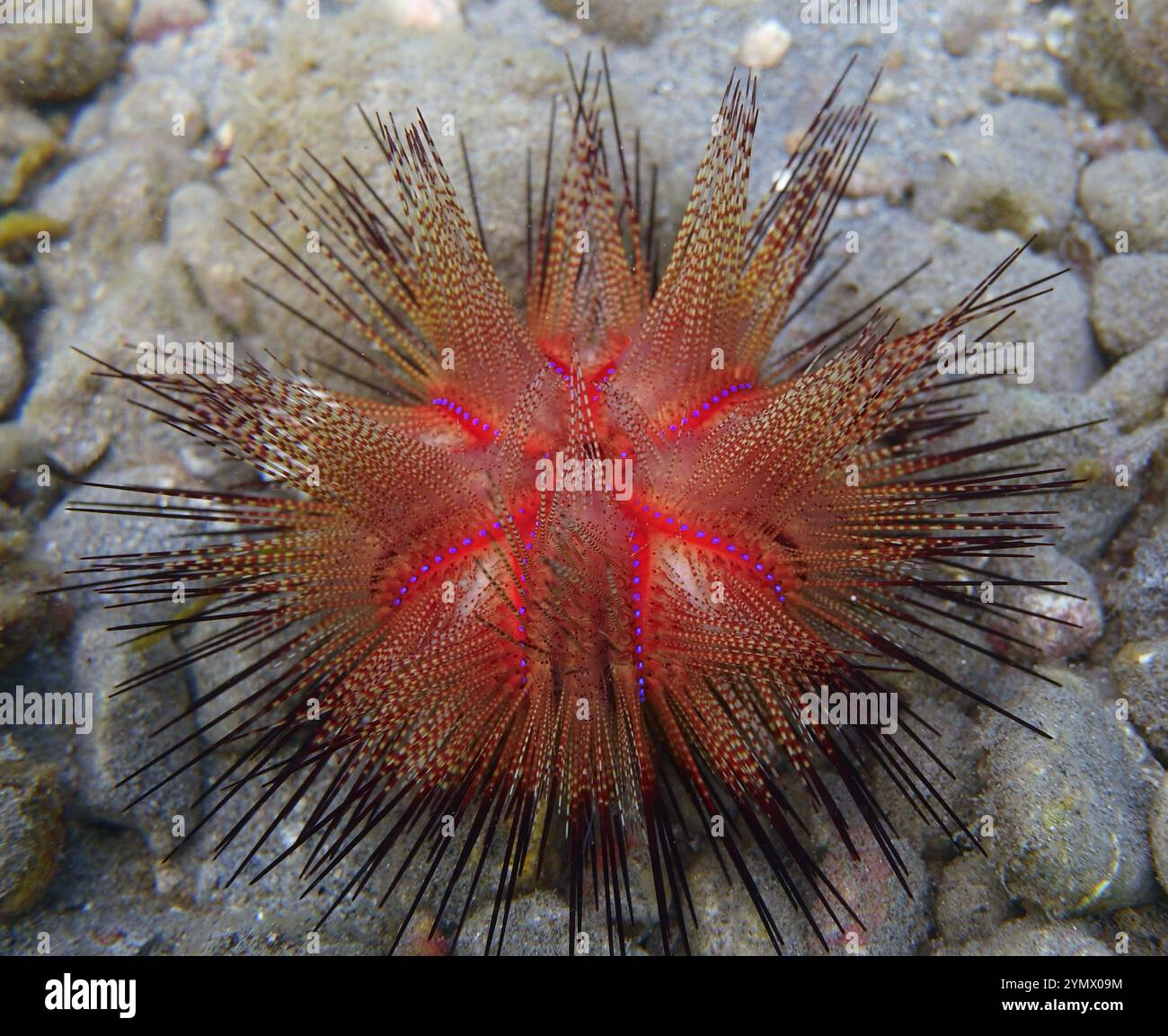 Echinoderms, Deep Sea Exploration 2025.An echinoderm is any animal of ...