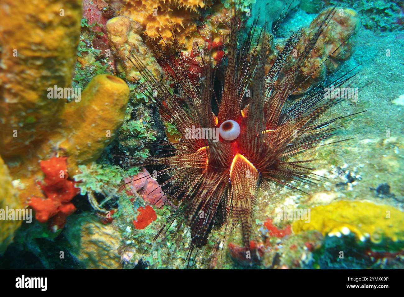 Echinoderms, Deep Sea Exploration 2025.An echinoderm is any animal of ...