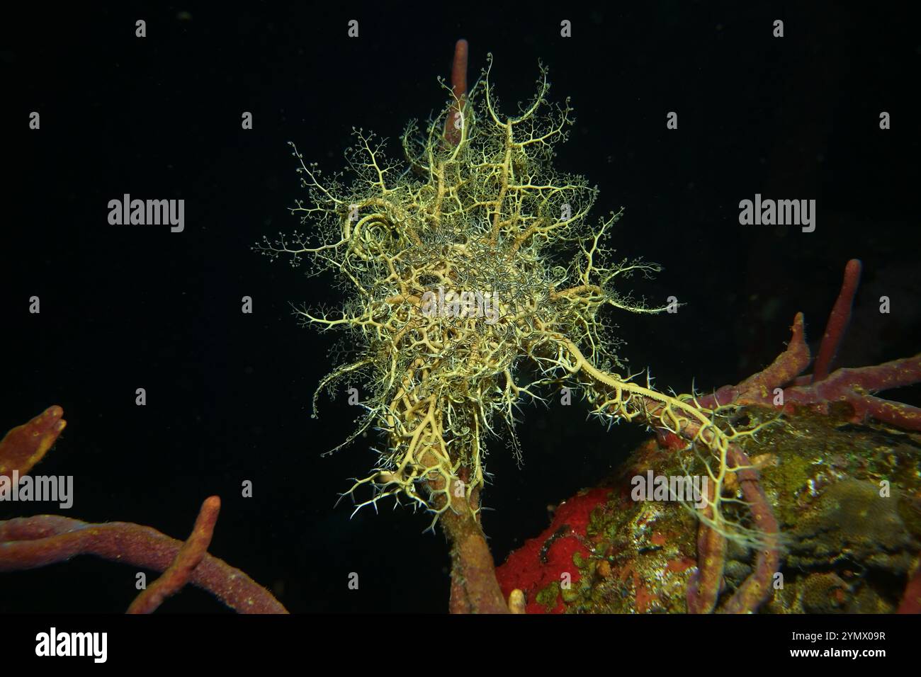 Echinoderms, Deep Sea Exploration 2025.An echinoderm is any animal of ...