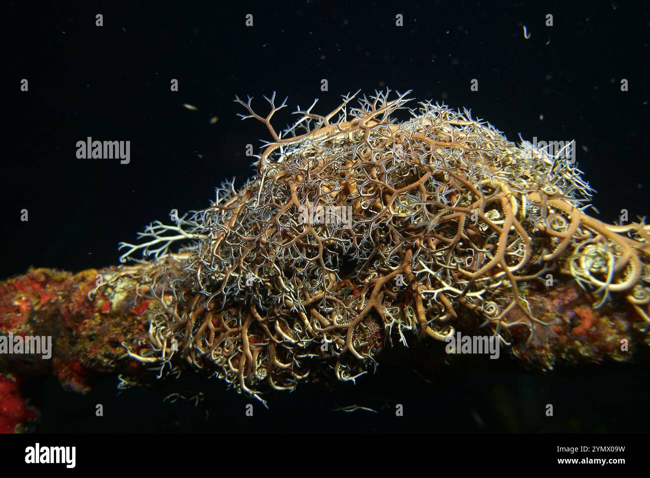 Echinoderms, Deep Sea Exploration 2025.An echinoderm is any animal of ...