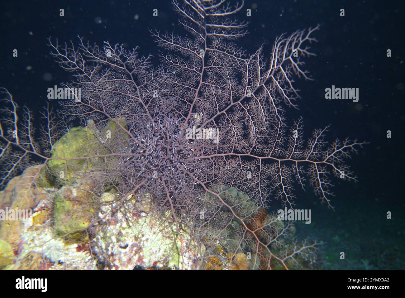 Echinoderms, Deep Sea Exploration 2025.An echinoderm is any animal of ...