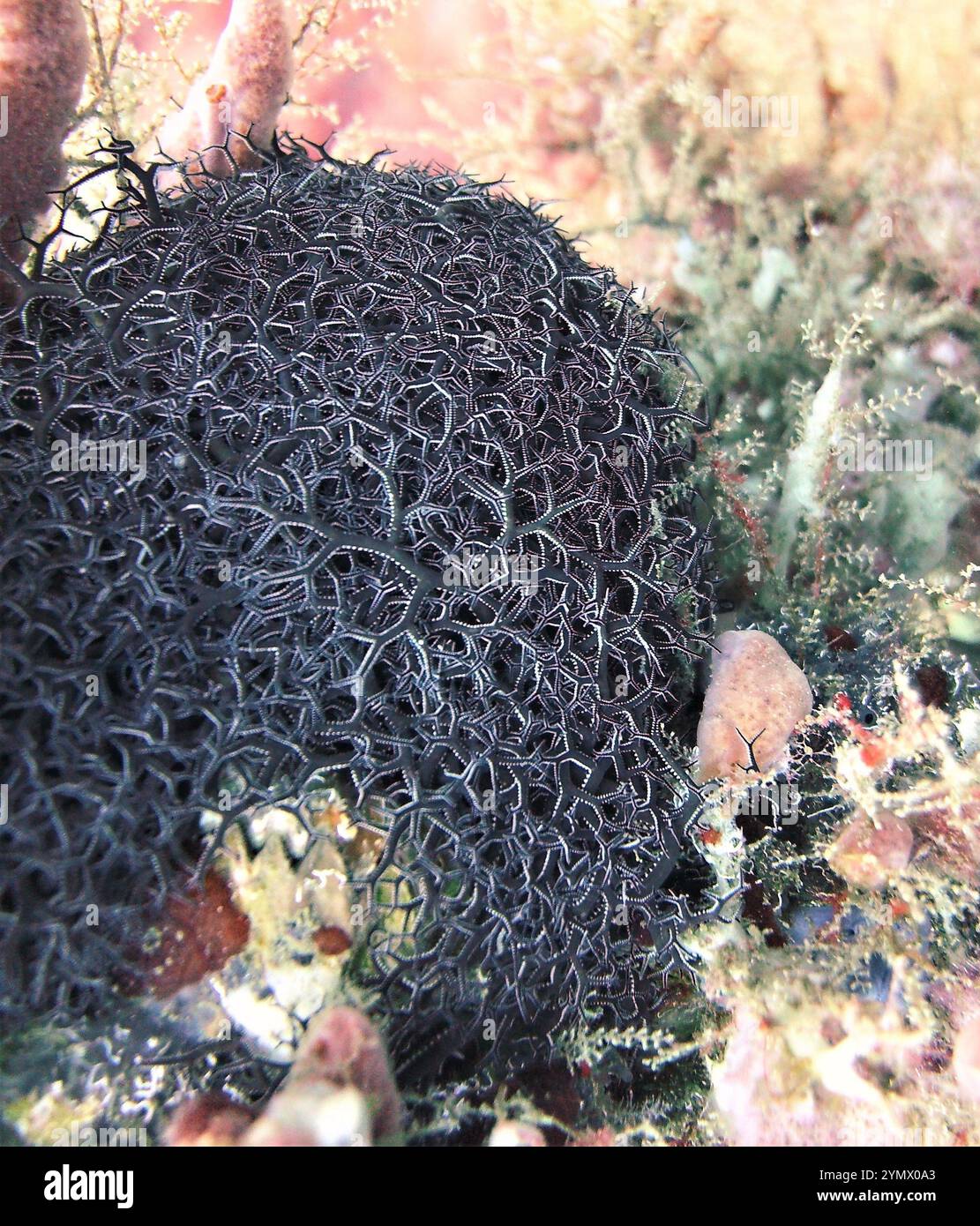 Echinoderms, Deep Sea Exploration 2025.An echinoderm is any animal of ...