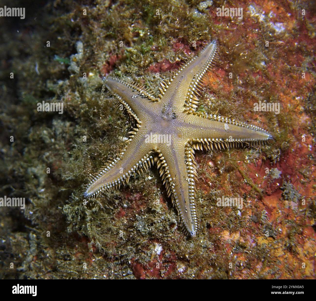 Echinoderms, Deep Sea Exploration 2025.An echinoderm is any animal of ...