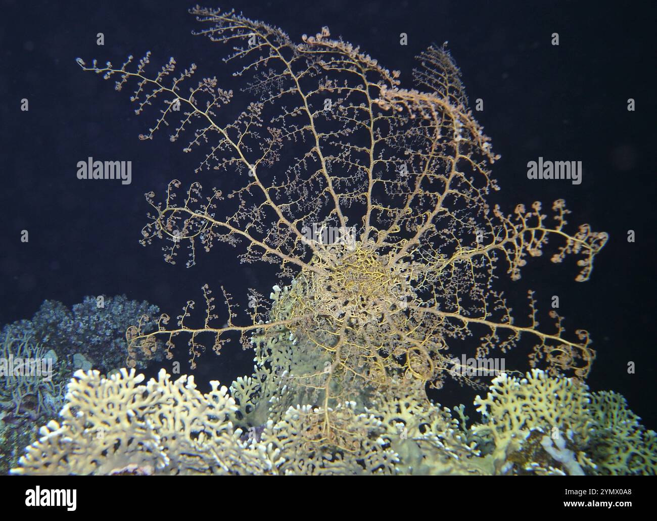 Echinoderms, Deep Sea Exploration 2025.An echinoderm is any animal of ...