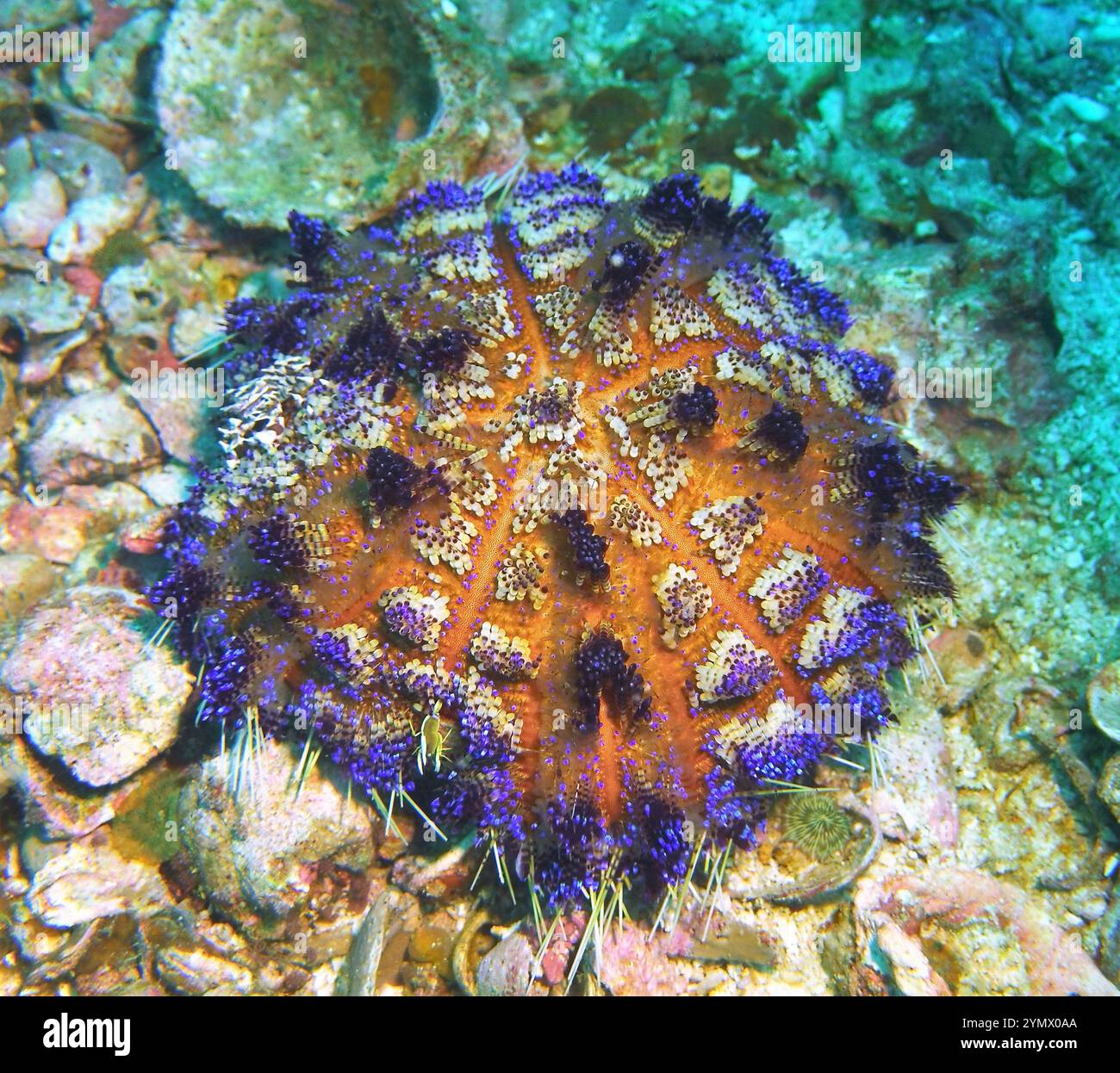 Echinoderms, Deep Sea Exploration 2025.An echinoderm is any animal of ... Echinoderms, Deep Sea Exploration 2025.An echinoderm is any animal of ...