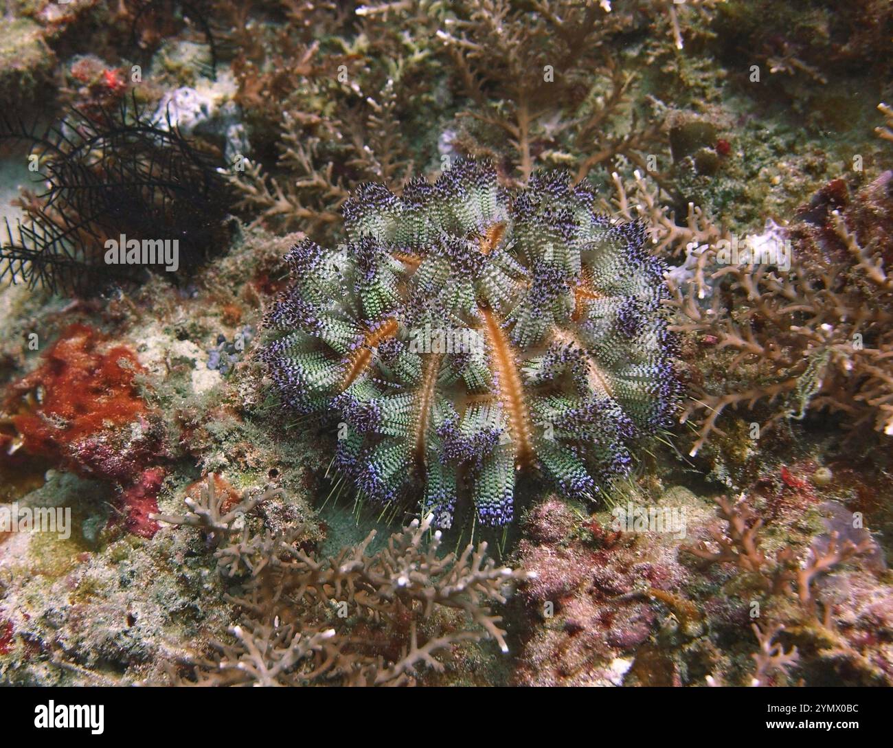 Echinoderms, Deep Sea Exploration 2025.An echinoderm is any animal of ...