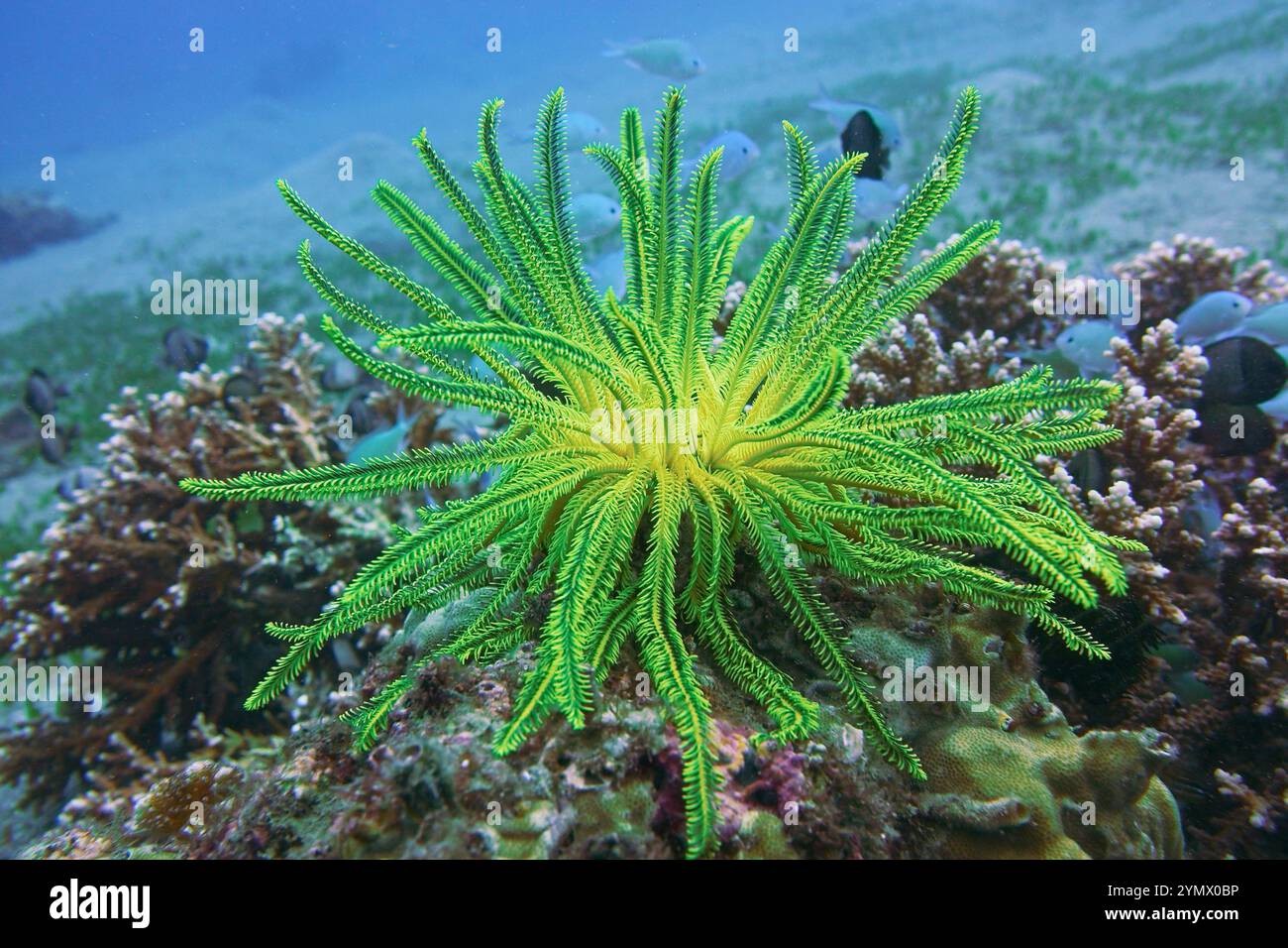 Echinoderms, Deep Sea Exploration 2025.An echinoderm is any animal of ...