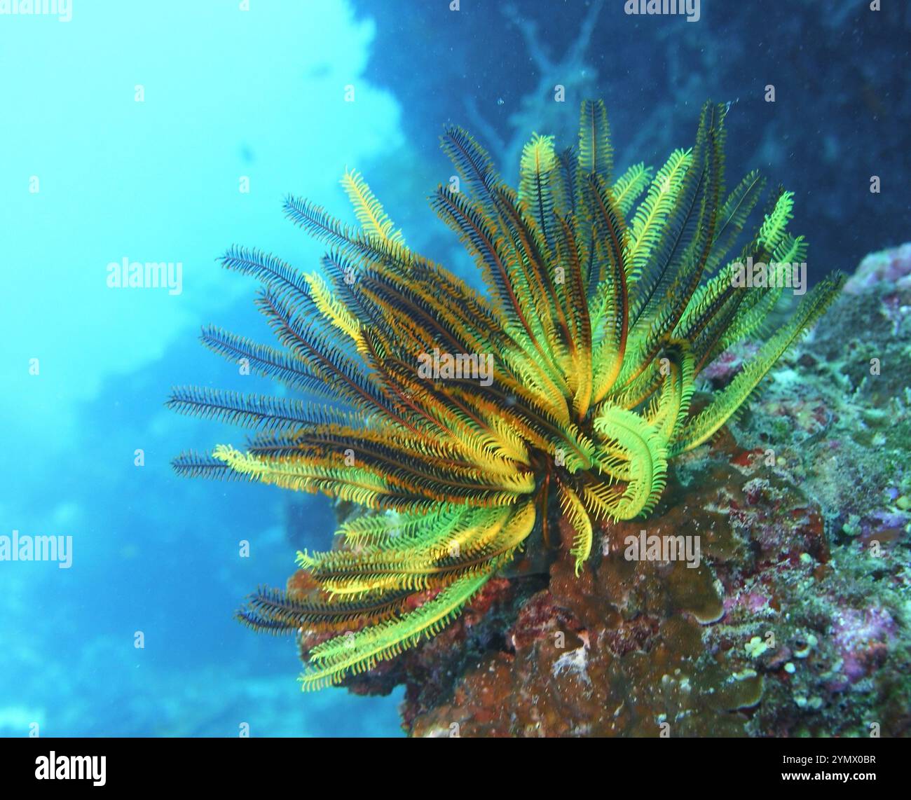Echinoderms, Deep Sea Exploration 2025.An echinoderm is any animal of ... Echinoderms, Deep Sea Exploration 2025.An echinoderm is any animal of ...