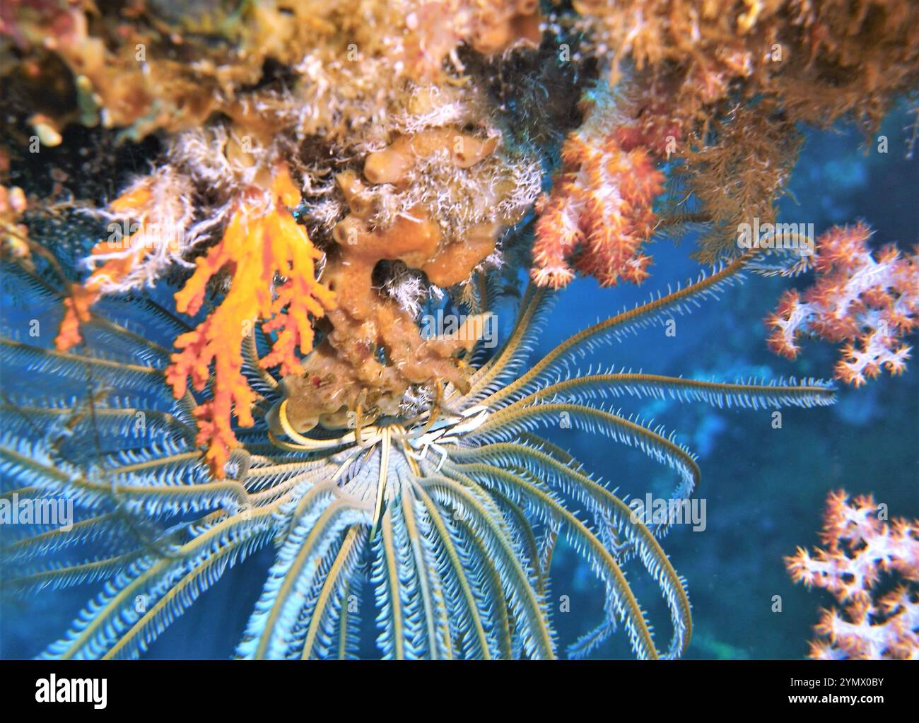 Echinoderms, Deep Sea Exploration 2025.An echinoderm is any animal of ...