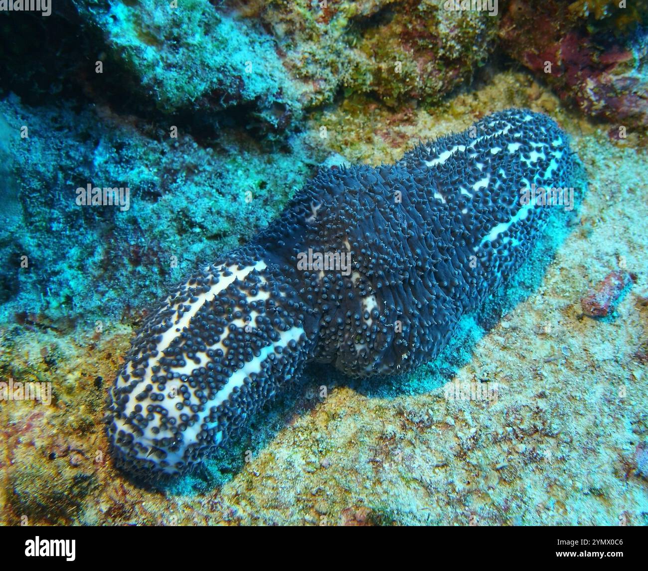 Echinoderms, Deep Sea Exploration 2025.An echinoderm is any animal of ...