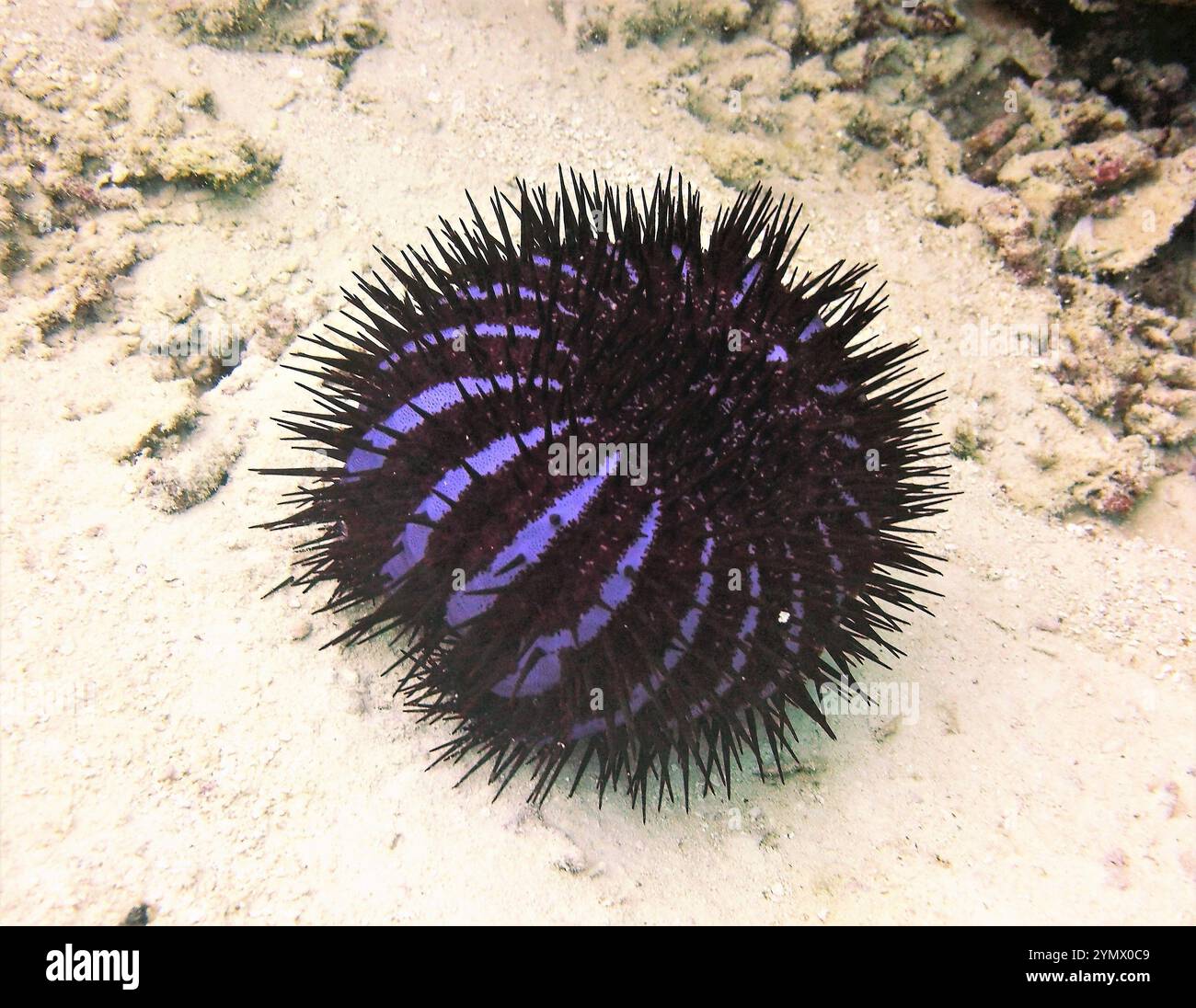 Echinoderms, Deep Sea Exploration 2025.An echinoderm is any animal of ...