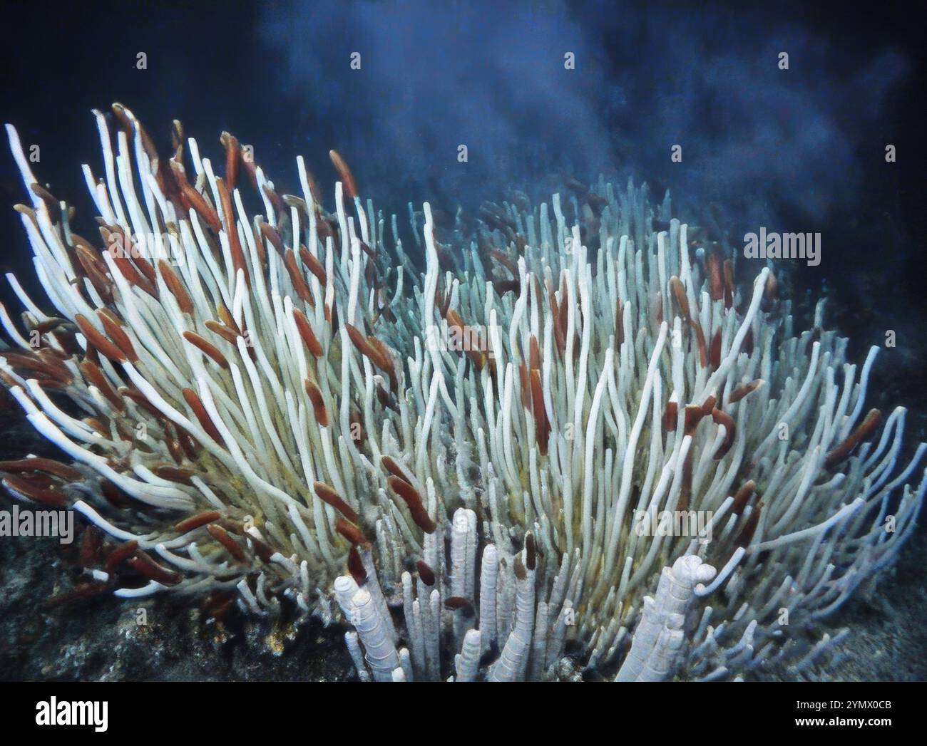 Giant Tube Worm, Riftia pachyptila in Deep Sea Hydrothermal Vents Mid ...