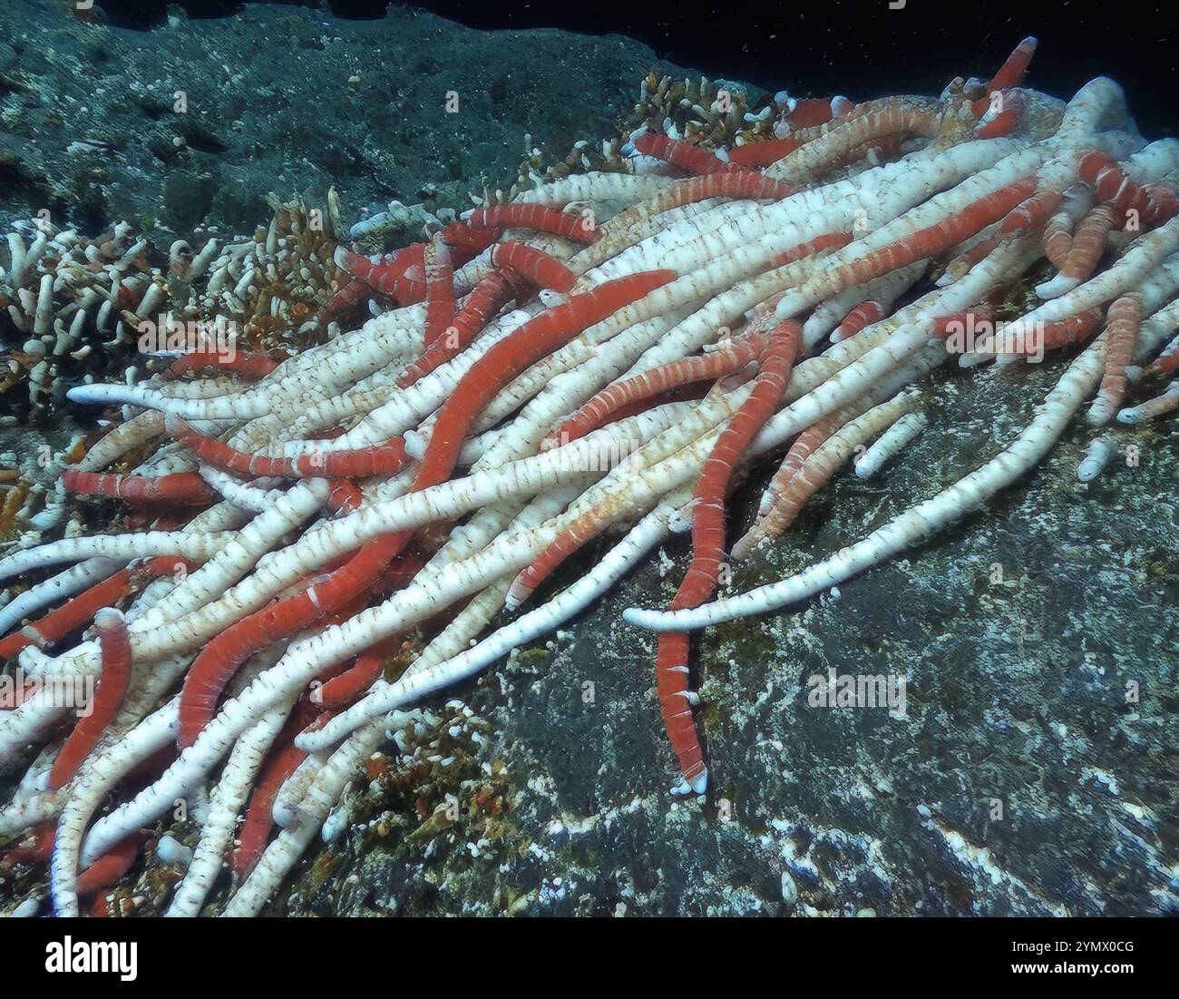 Giant Tube Worm, Riftia pachyptila in Deep Sea Hydrothermal Vents Mid ...
