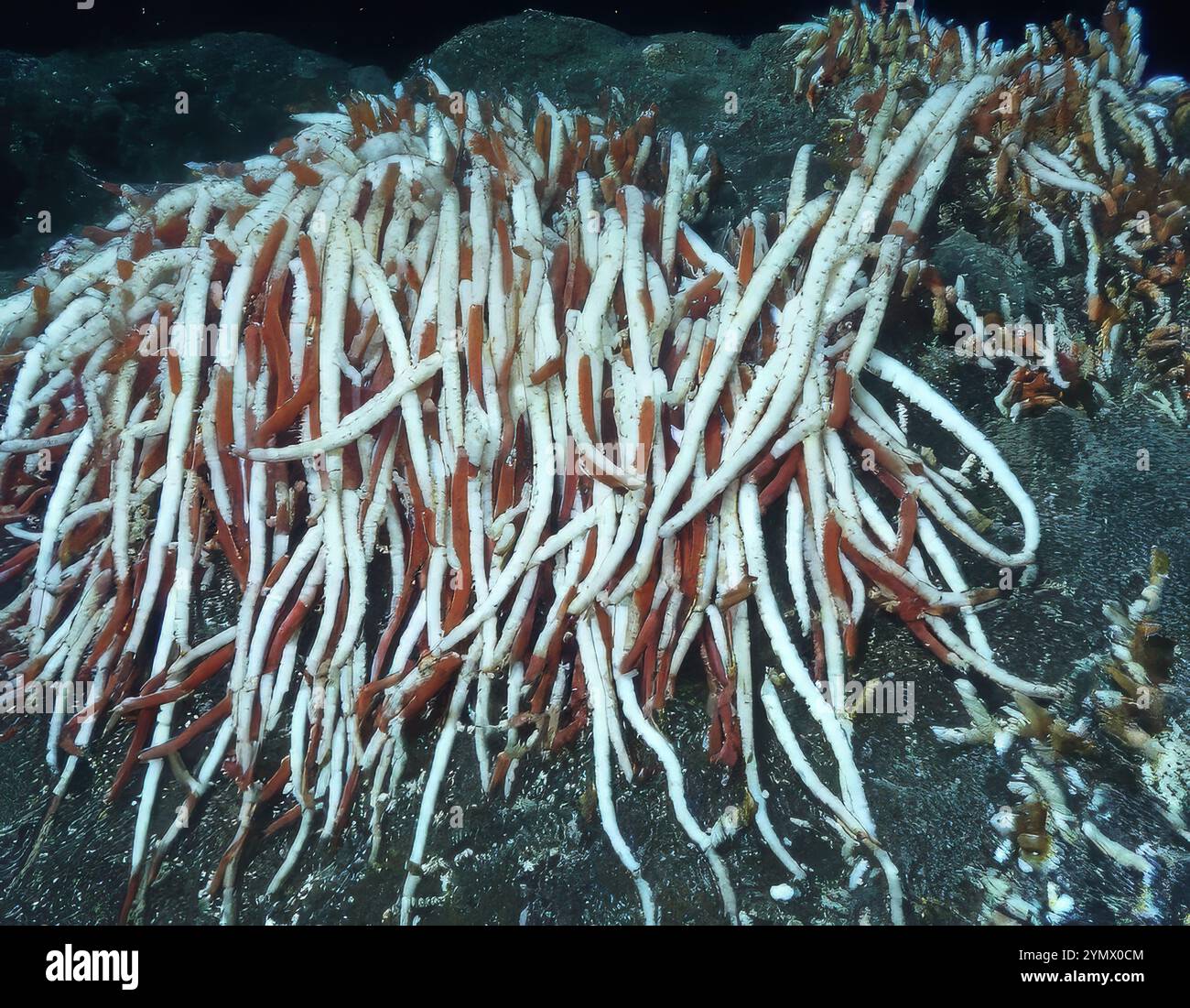 Giant Tube Worms Riftia pachyptila Siboglinidae in Hydrothermal vent ...