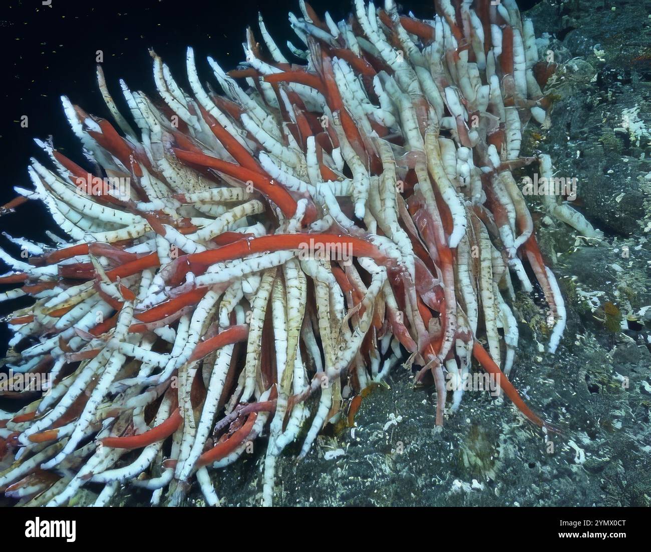 Giant Tube Worms Riftia pachyptila Siboglinidae in Hydrothermal vent ...