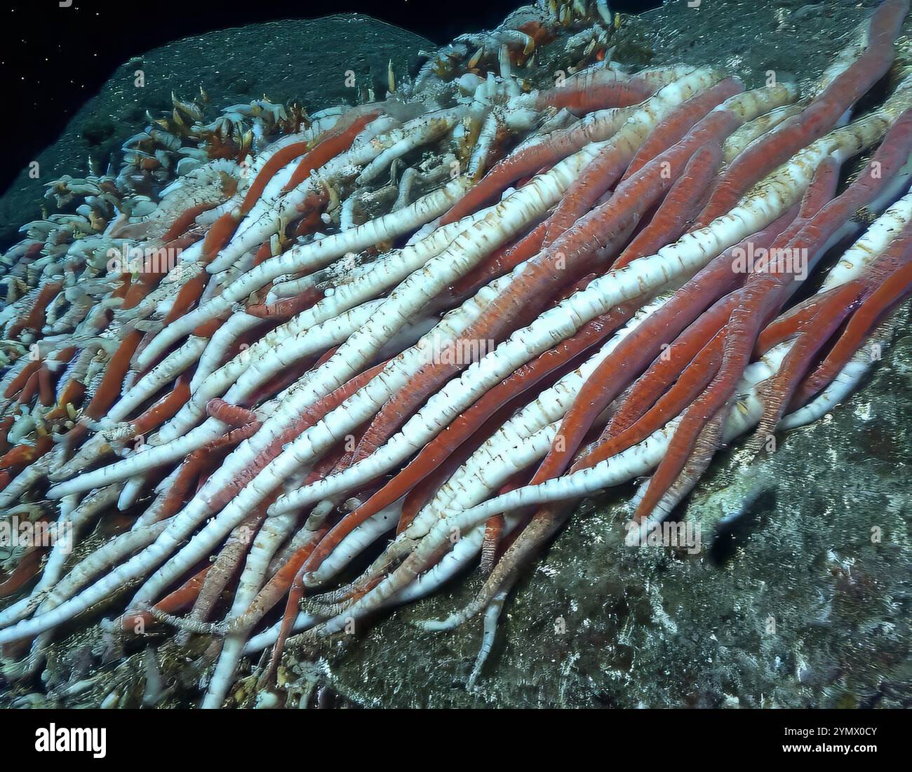 Giant Tube Worms Riftia pachyptila Siboglinidae in Hydrothermal vent ...