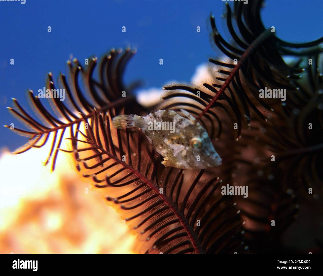 Filefish, Deep Sea Exploration 2025. The filefish are a diverse family ...