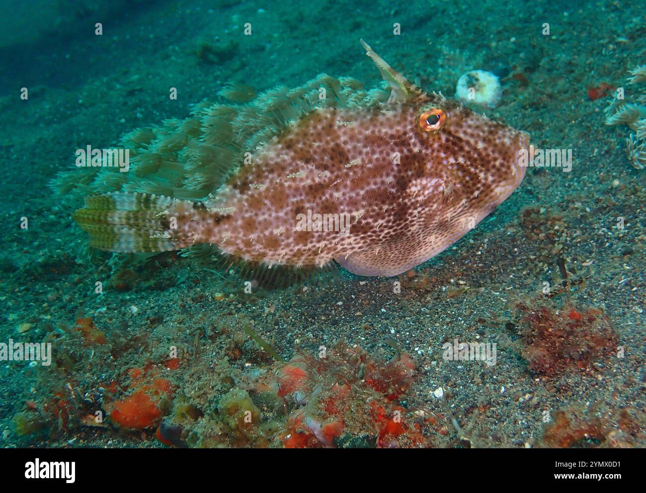 Filefish, Deep Sea Exploration 2025. The filefish are a diverse family ...