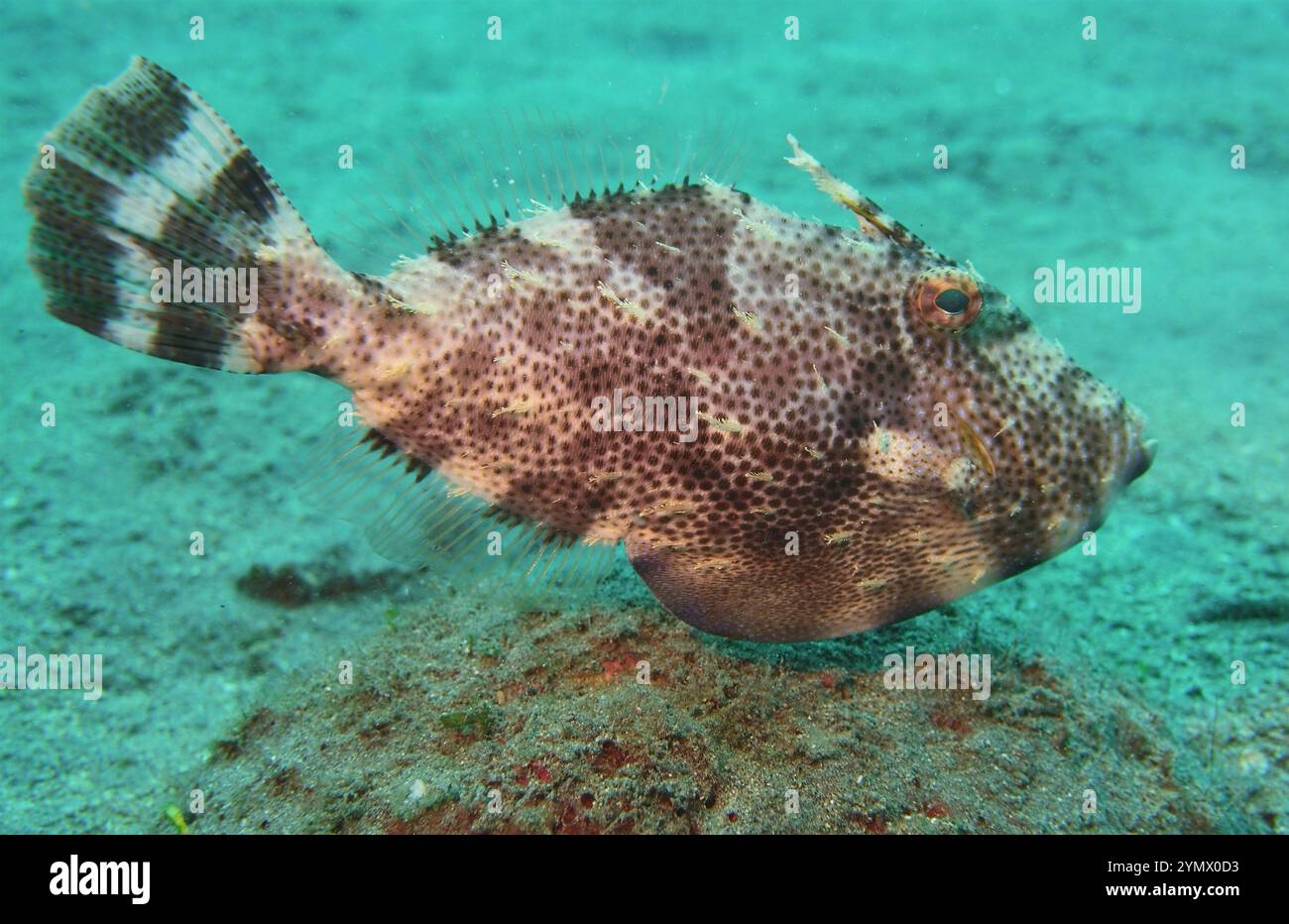 Filefish, Deep Sea Exploration 2025. The filefish are a diverse family ...
