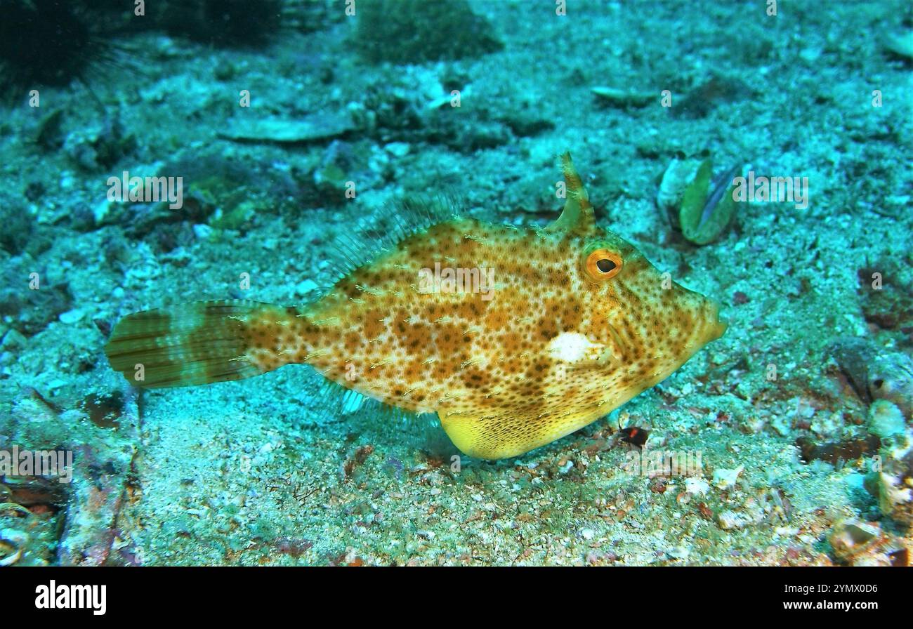 Filefish, Deep Sea Exploration 2025. The filefish are a diverse family ...