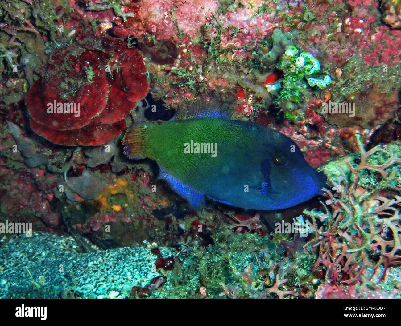 Filefish, Deep Sea Exploration 2025. The filefish are a diverse family ...