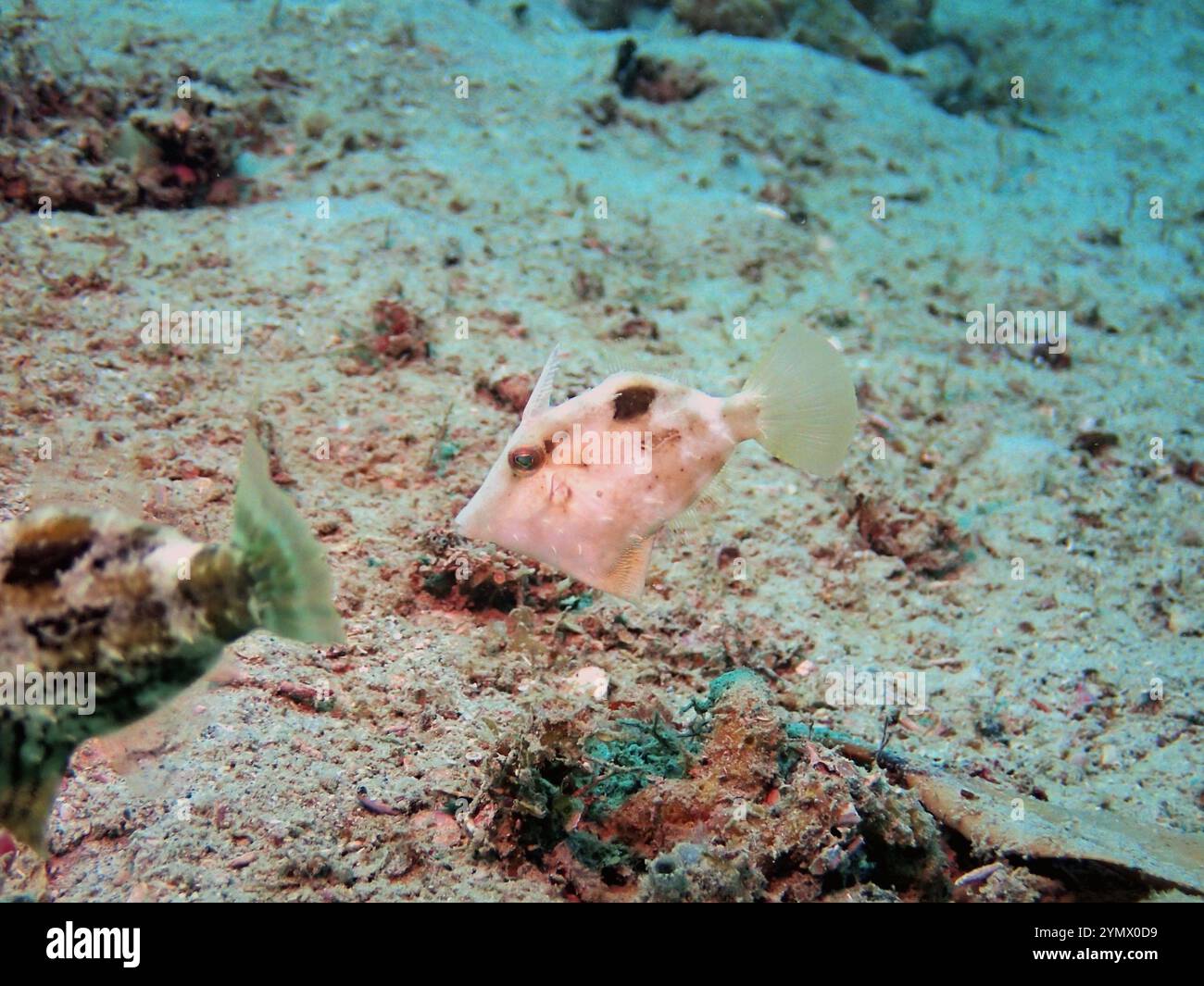 Filefish, Deep Sea Exploration 2025. The filefish are a diverse family ...