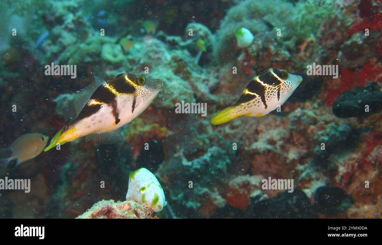 Filefish, Deep Sea Exploration 2025. The filefish are a diverse family ...