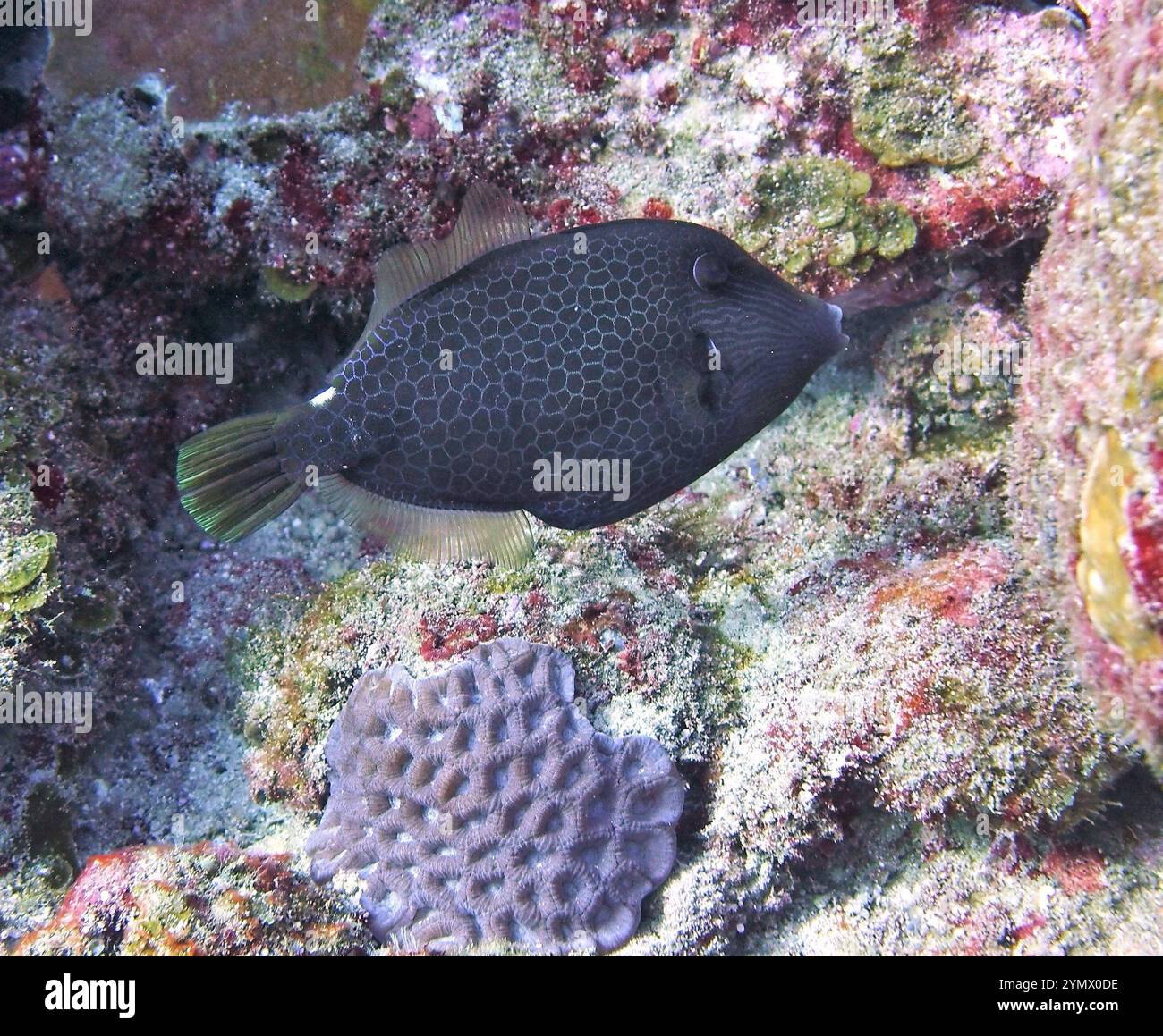 Filefish, Deep Sea Exploration 2025. The filefish are a diverse family ...