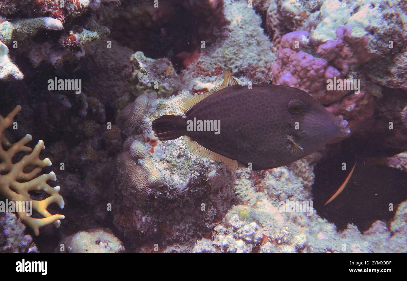 Filefish, Deep Sea Exploration 2025. The filefish are a diverse family ...