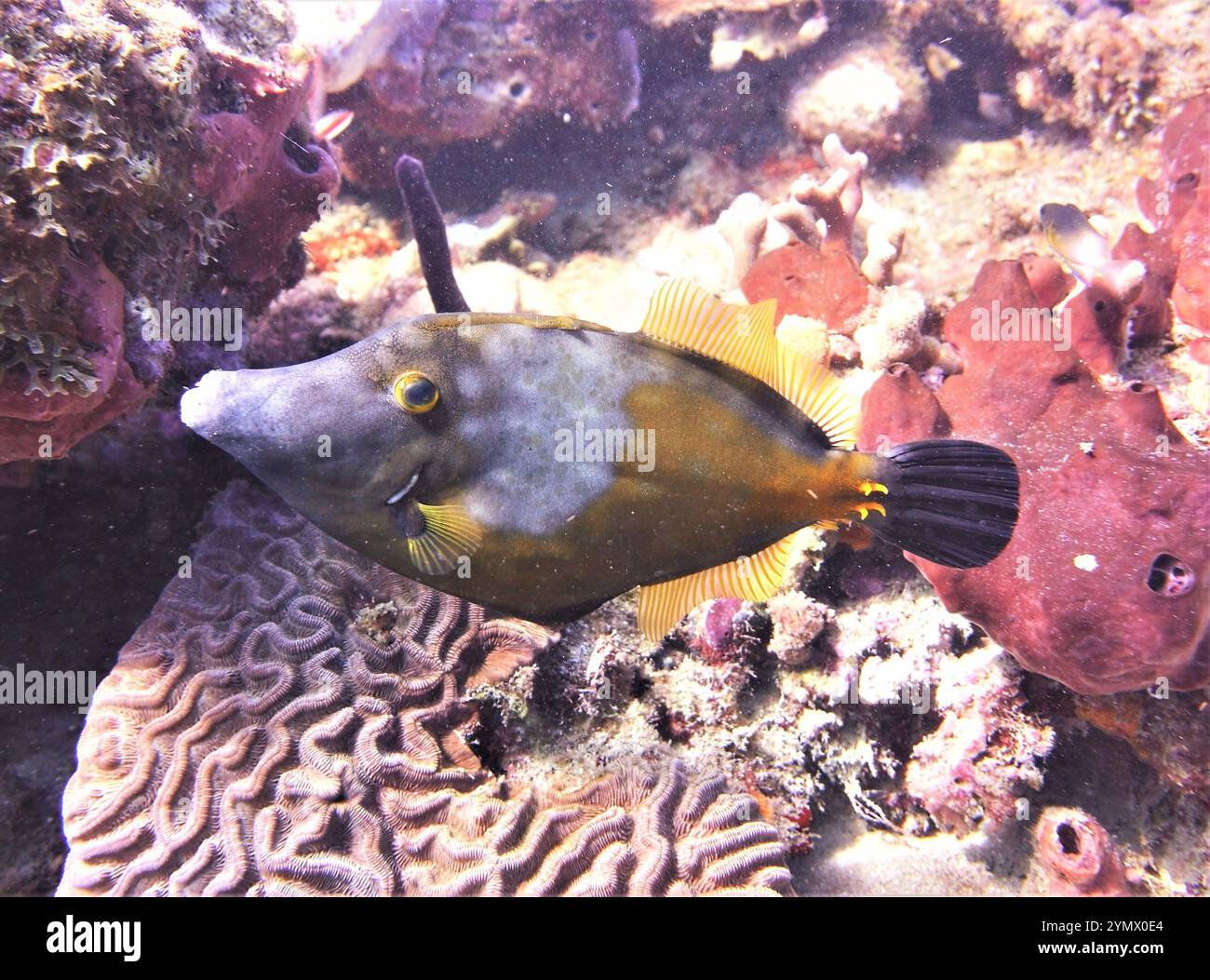 Filefish, Deep Sea Exploration 2025. The filefish are a diverse family ...