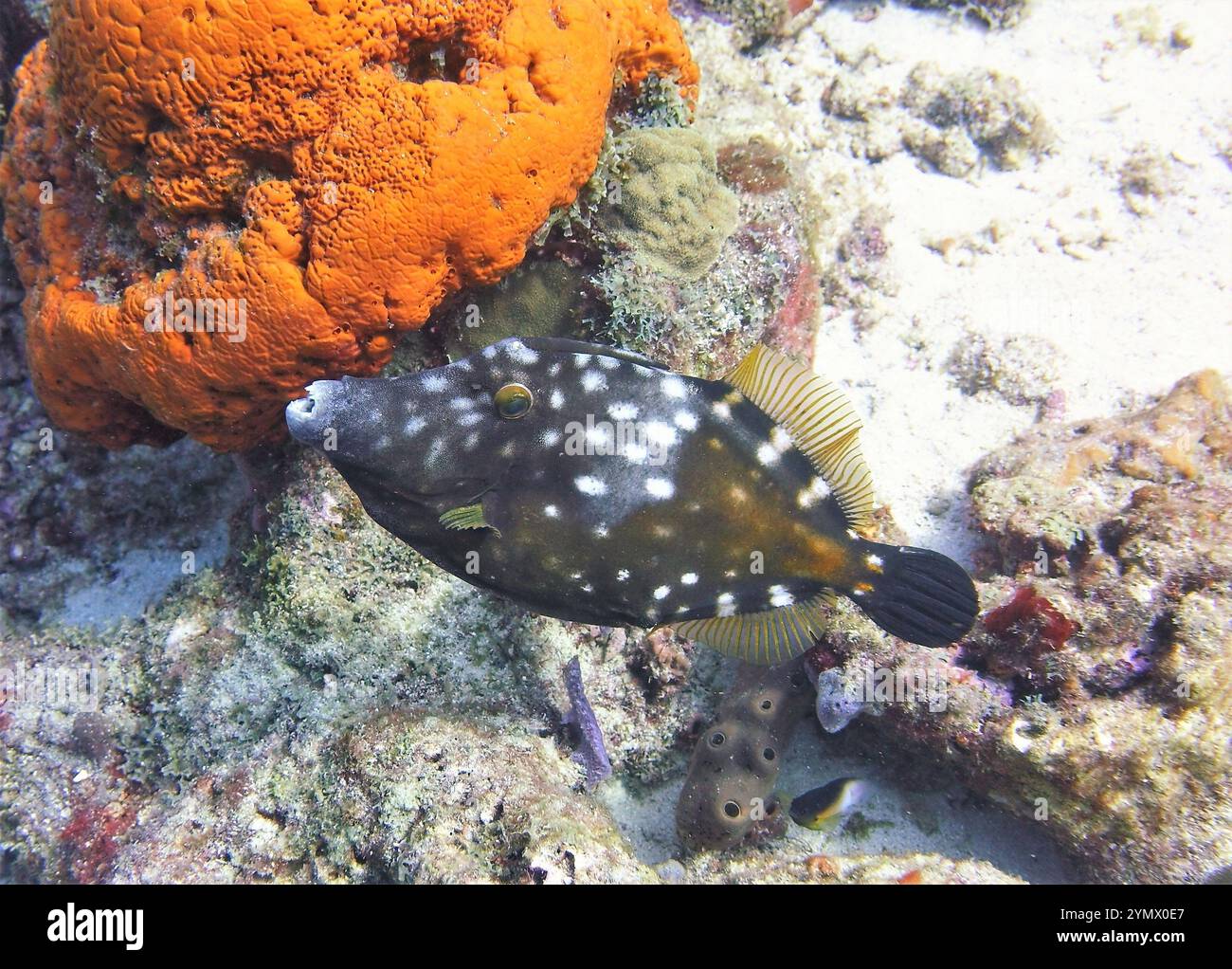 Filefish, Deep Sea Exploration 2025. The filefish are a diverse family ...