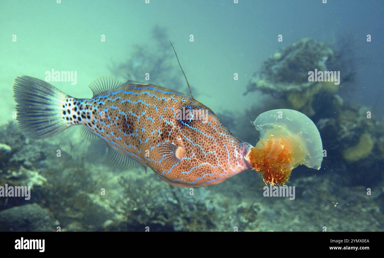 Filefish, Deep Sea Exploration 2025. The filefish are a diverse family ...