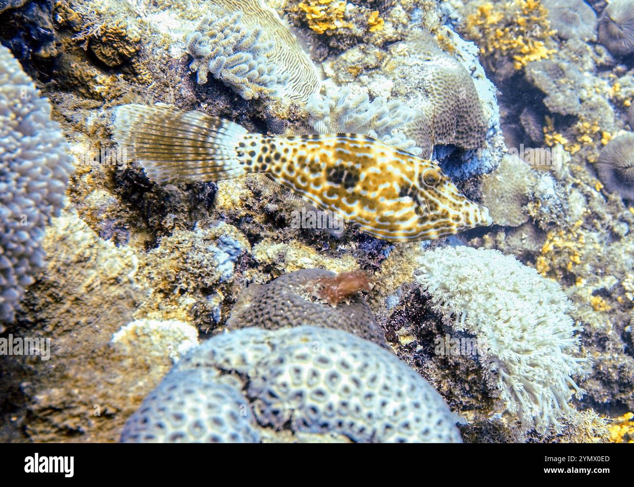 Filefish, Deep Sea Exploration 2025. The filefish are a diverse family ...