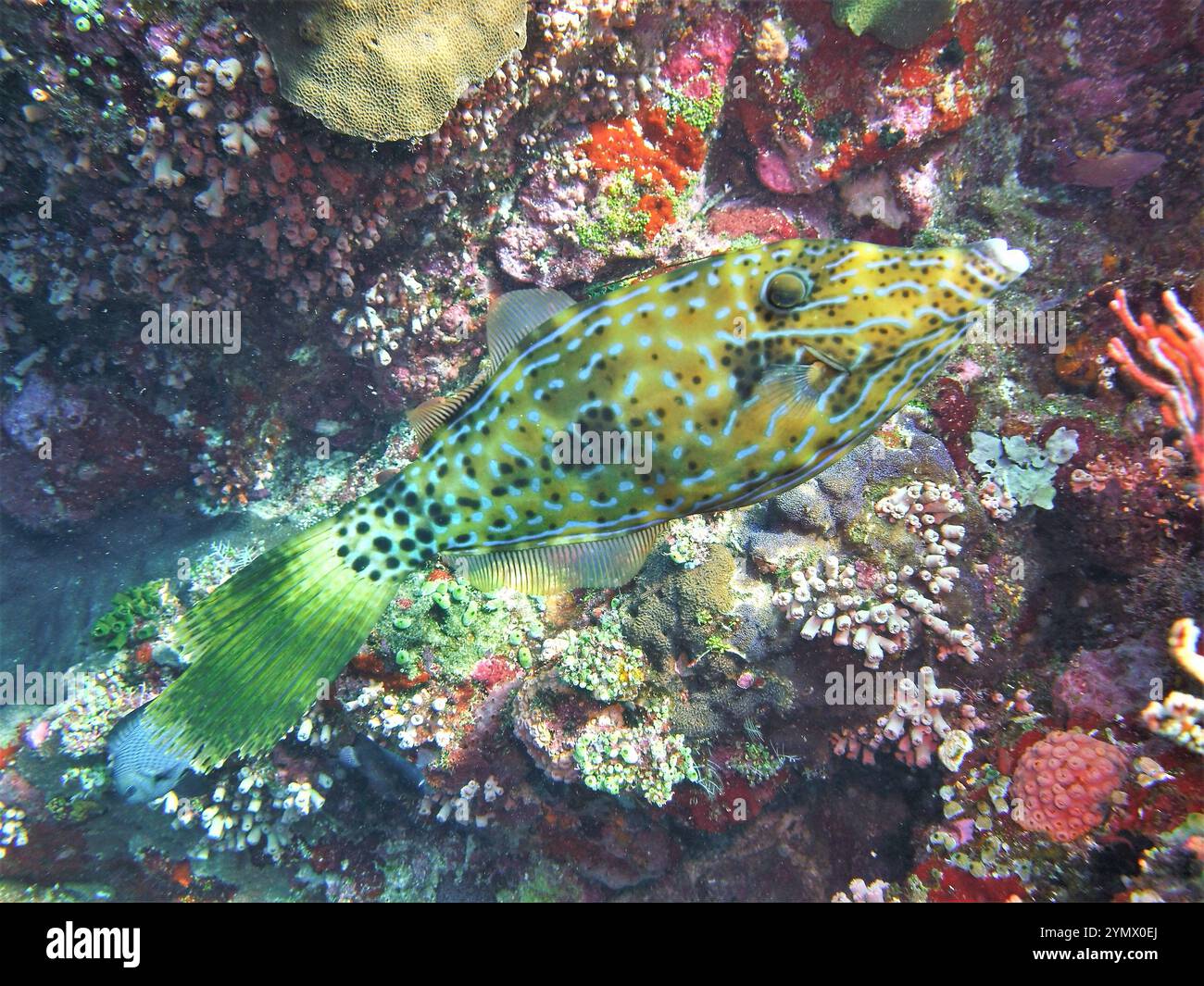 Filefish, Deep Sea Exploration 2025. The filefish are a diverse family ...